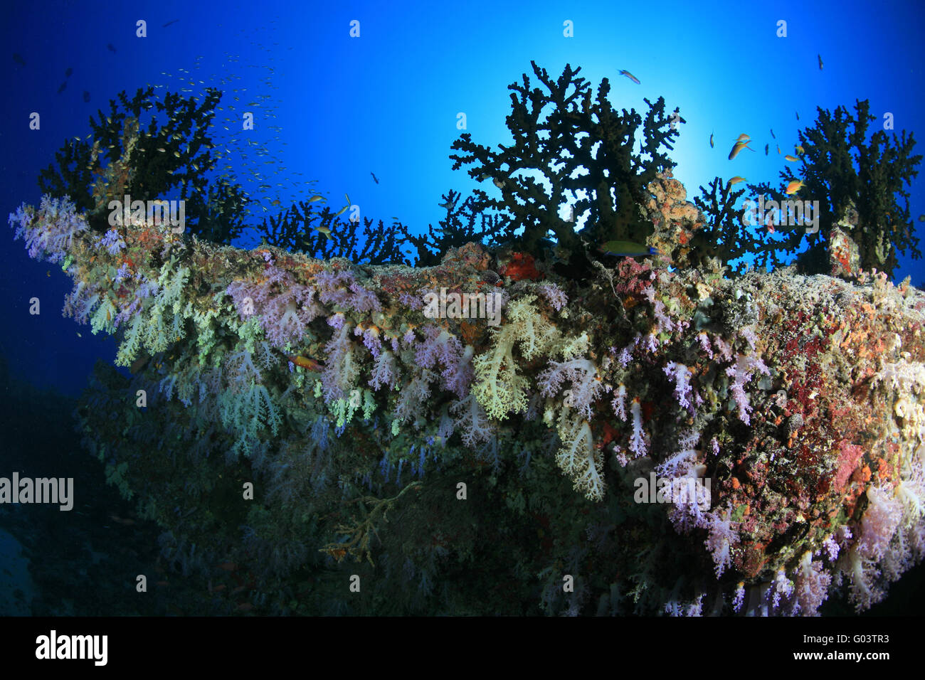 Farbenprächtiges Korallenriff, Beautyful Coral Reef Stock Photo - Alamy