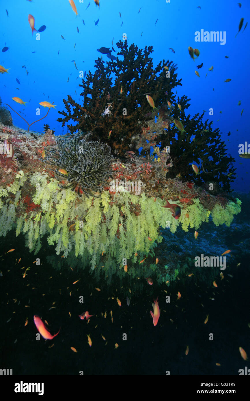 Colourful coral reefs of maldives hi-res stock photography and images ...