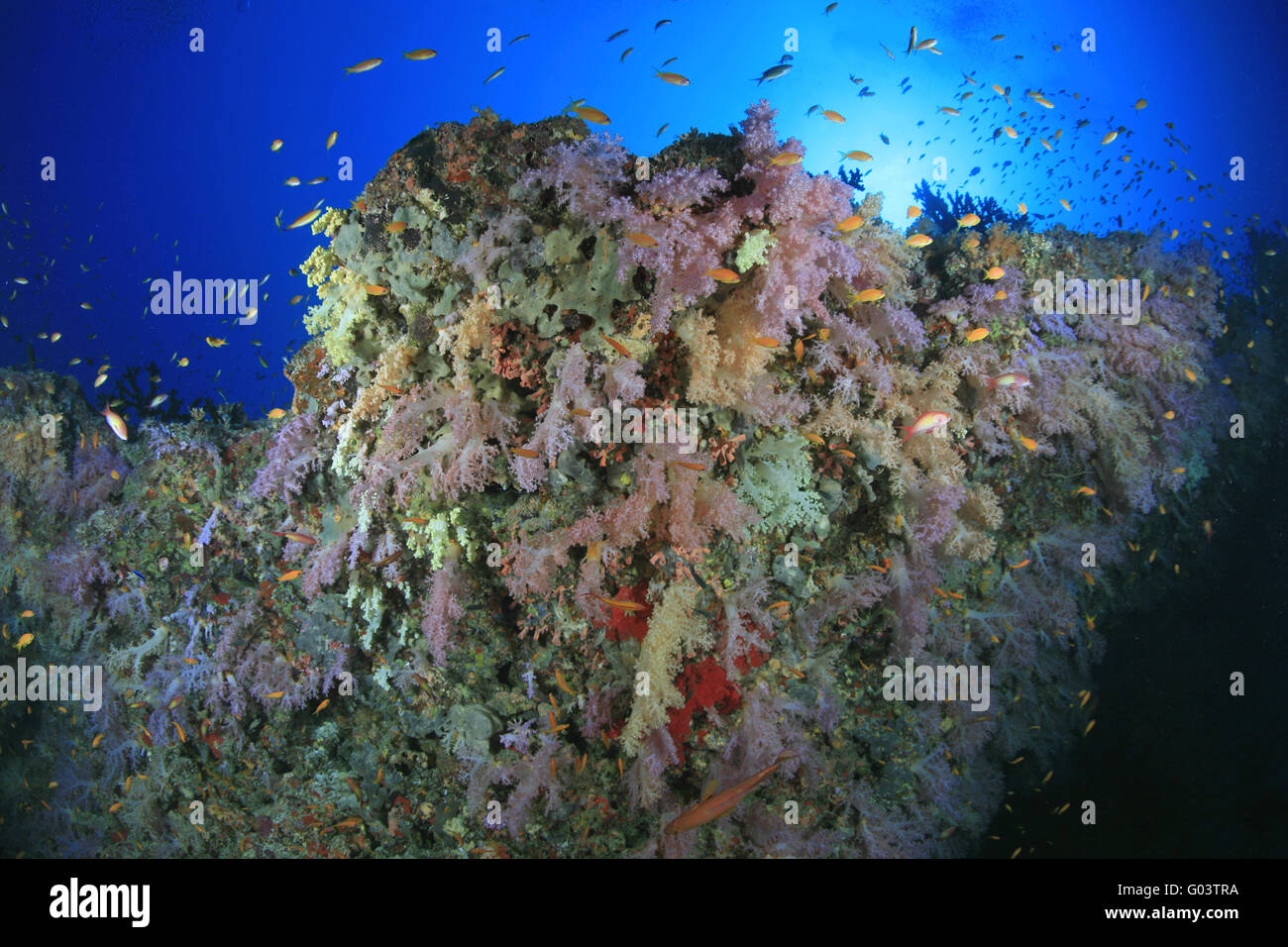 Sea of cor hi-res stock photography and images - Alamy