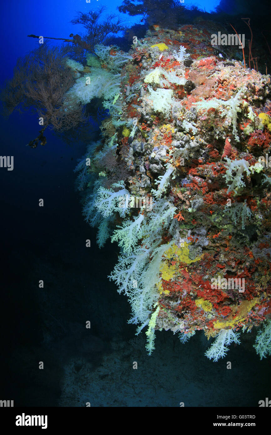 Colourful tropical coral reefs picture hi-res stock photography and ...