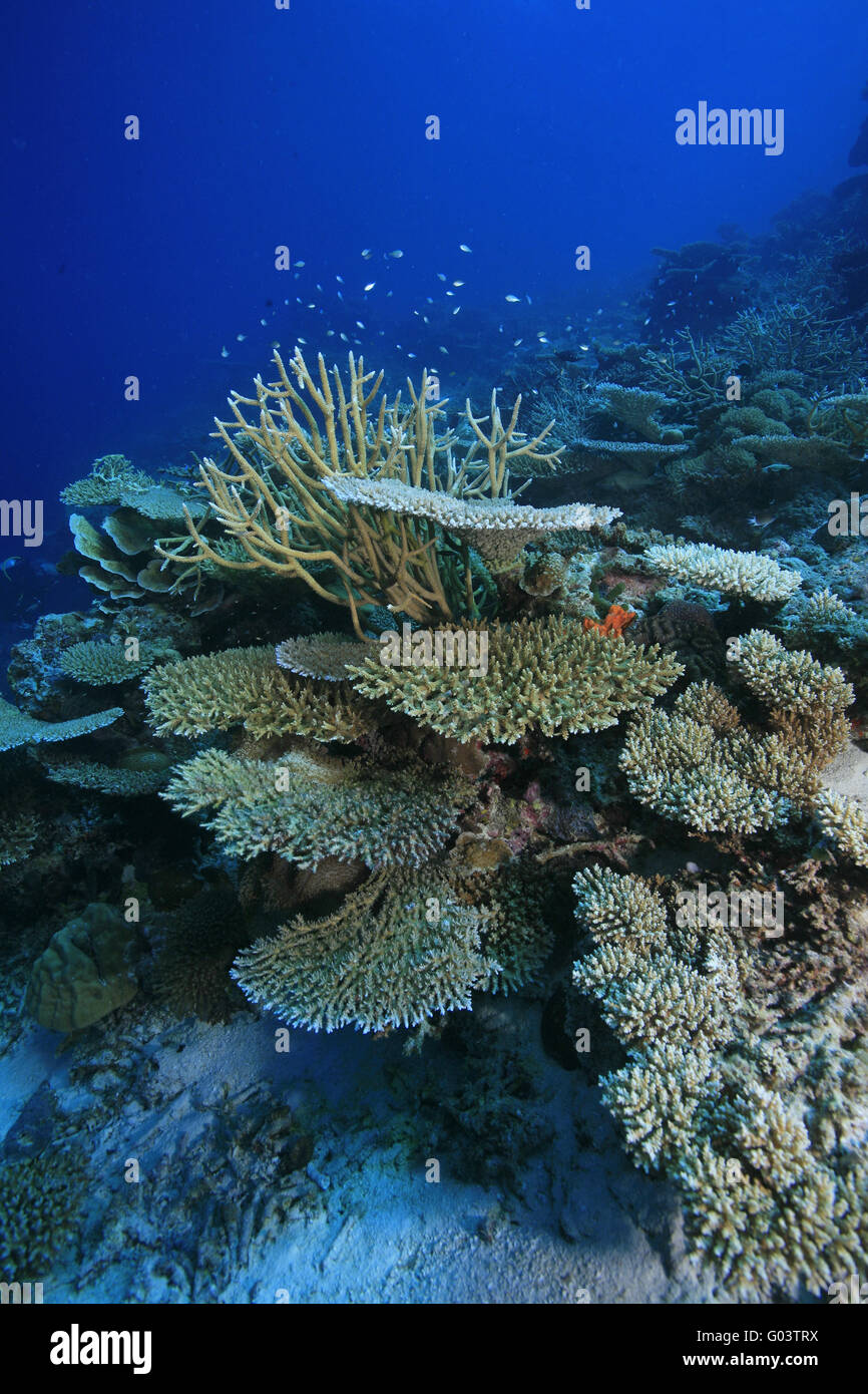 Korallenriff, Coral Reef Stock Photo - Alamy
