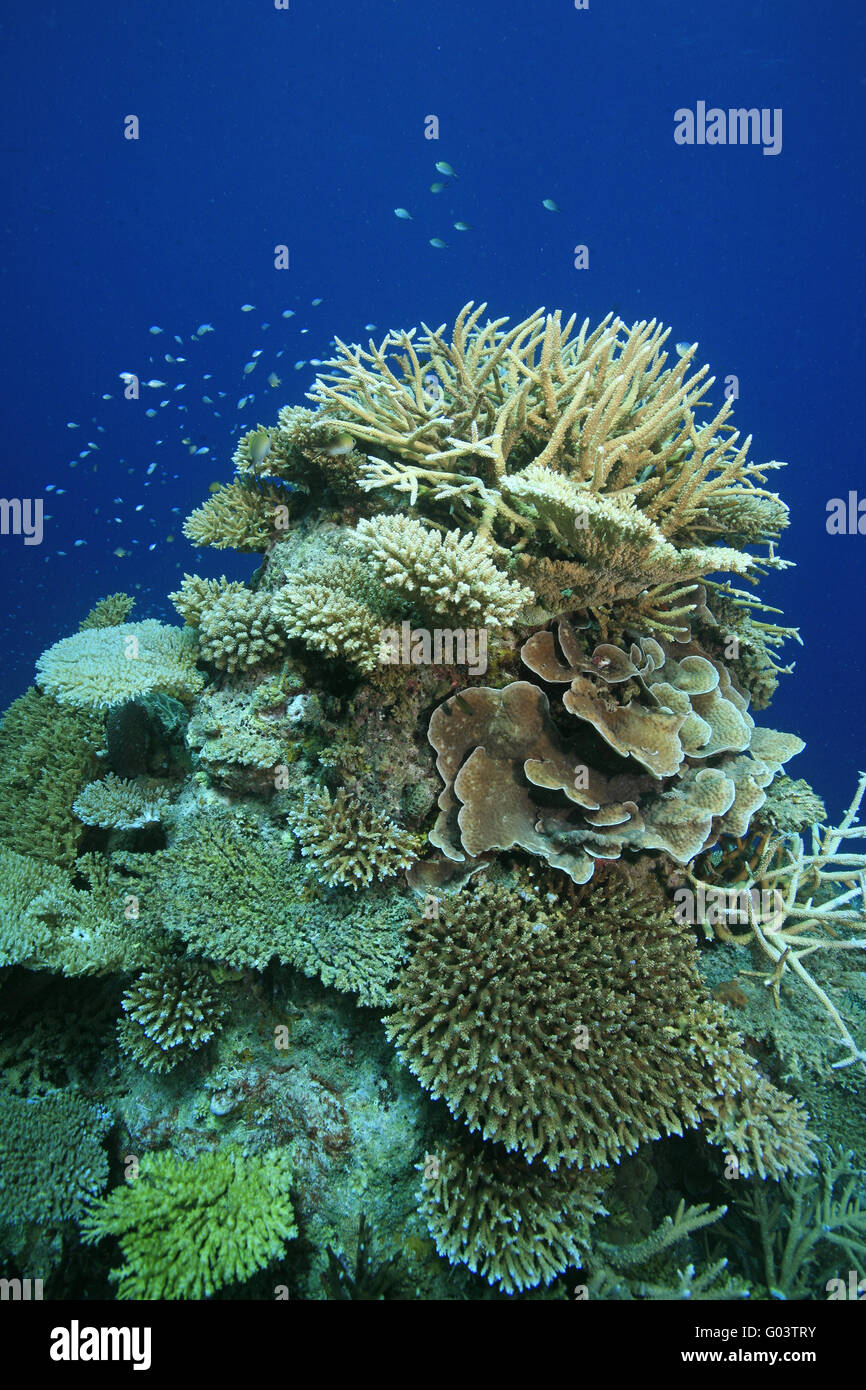 Korallenriff, Coral Reef Stock Photo - Alamy