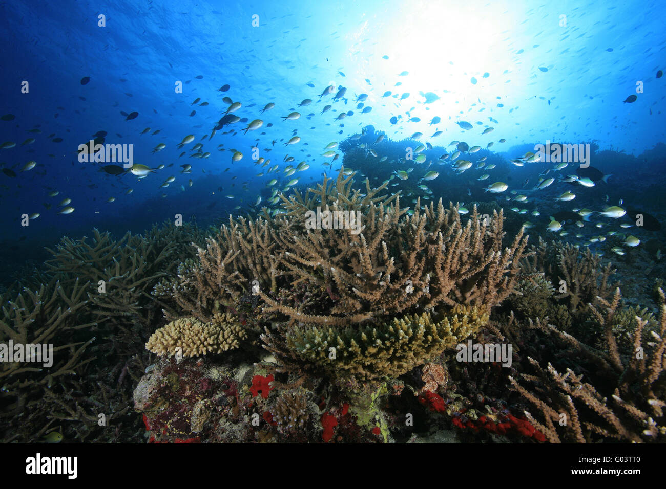 Korallenriff, Coral Reef Stock Photo - Alamy