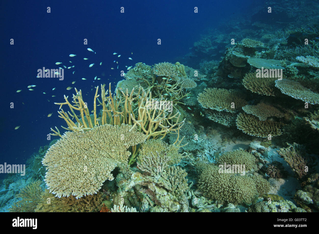 Korallenriff, Coral Reef Stock Photo - Alamy