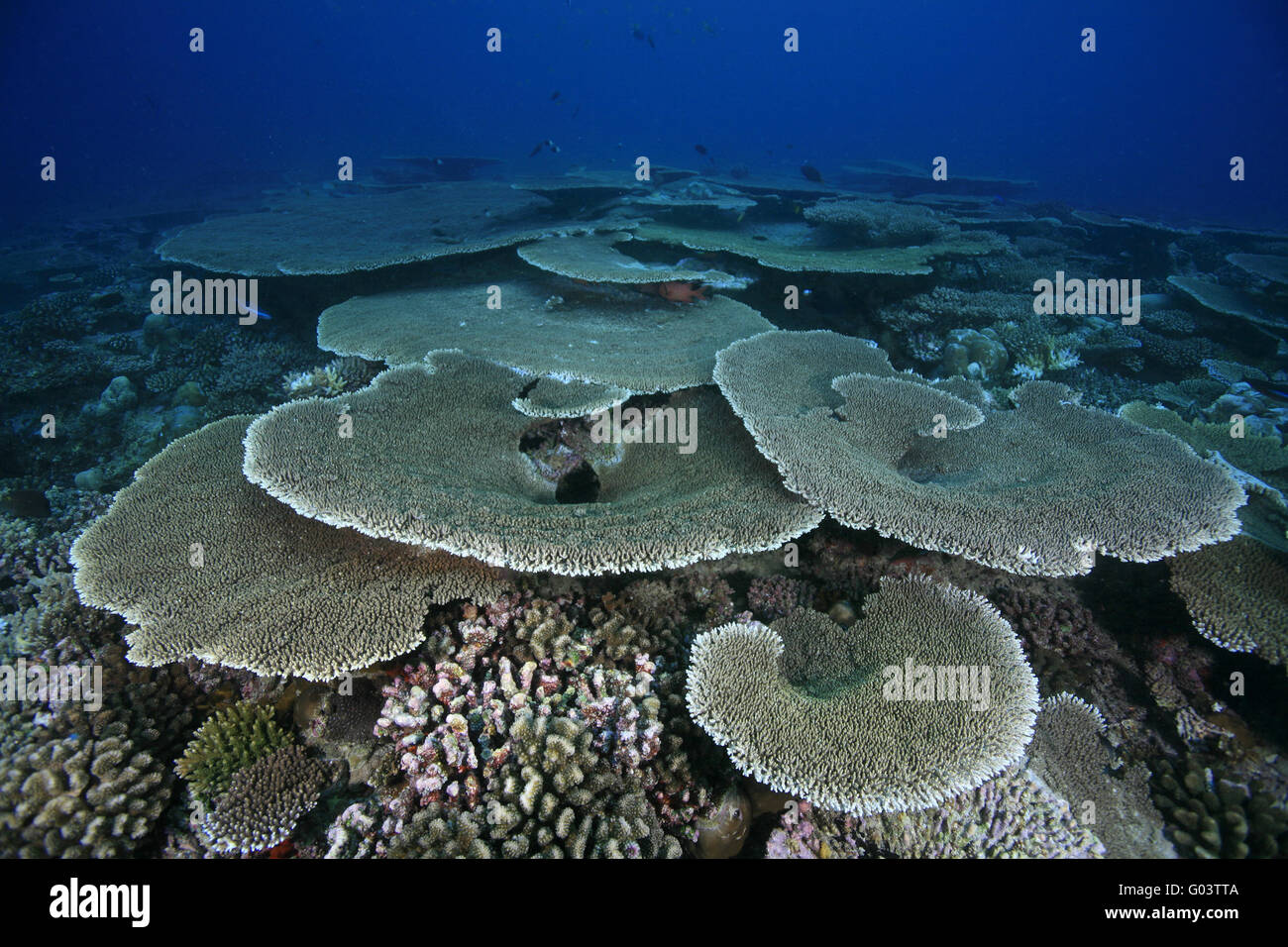 Korallenriff, Coral Reef Stock Photo - Alamy