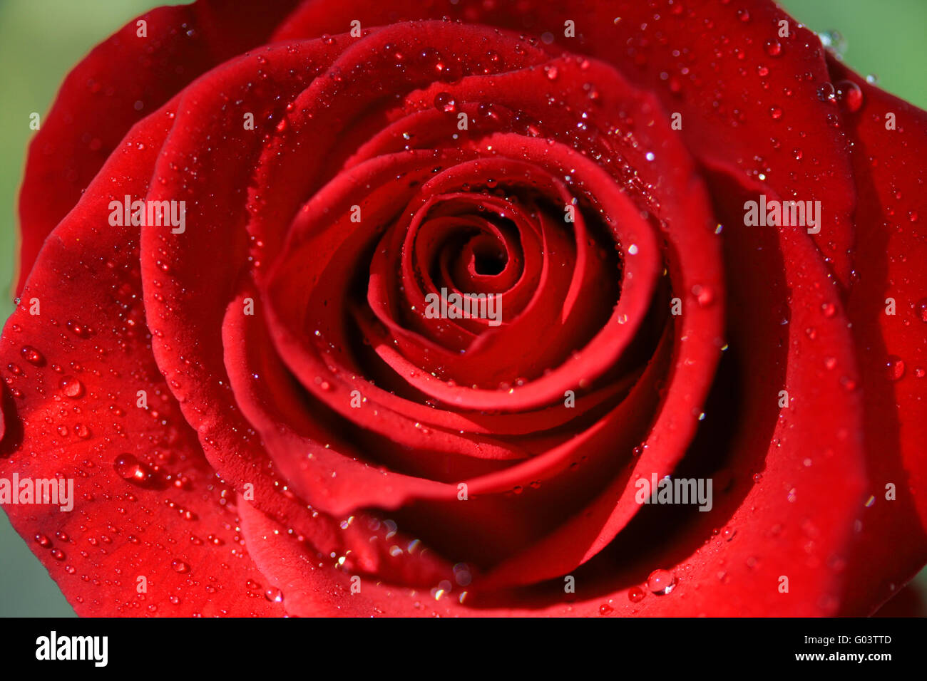 Rose after use hi-res stock photography and images - Alamy