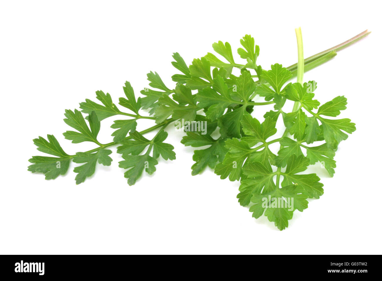Parsley spice isolate hi-res stock photography and images - Alamy