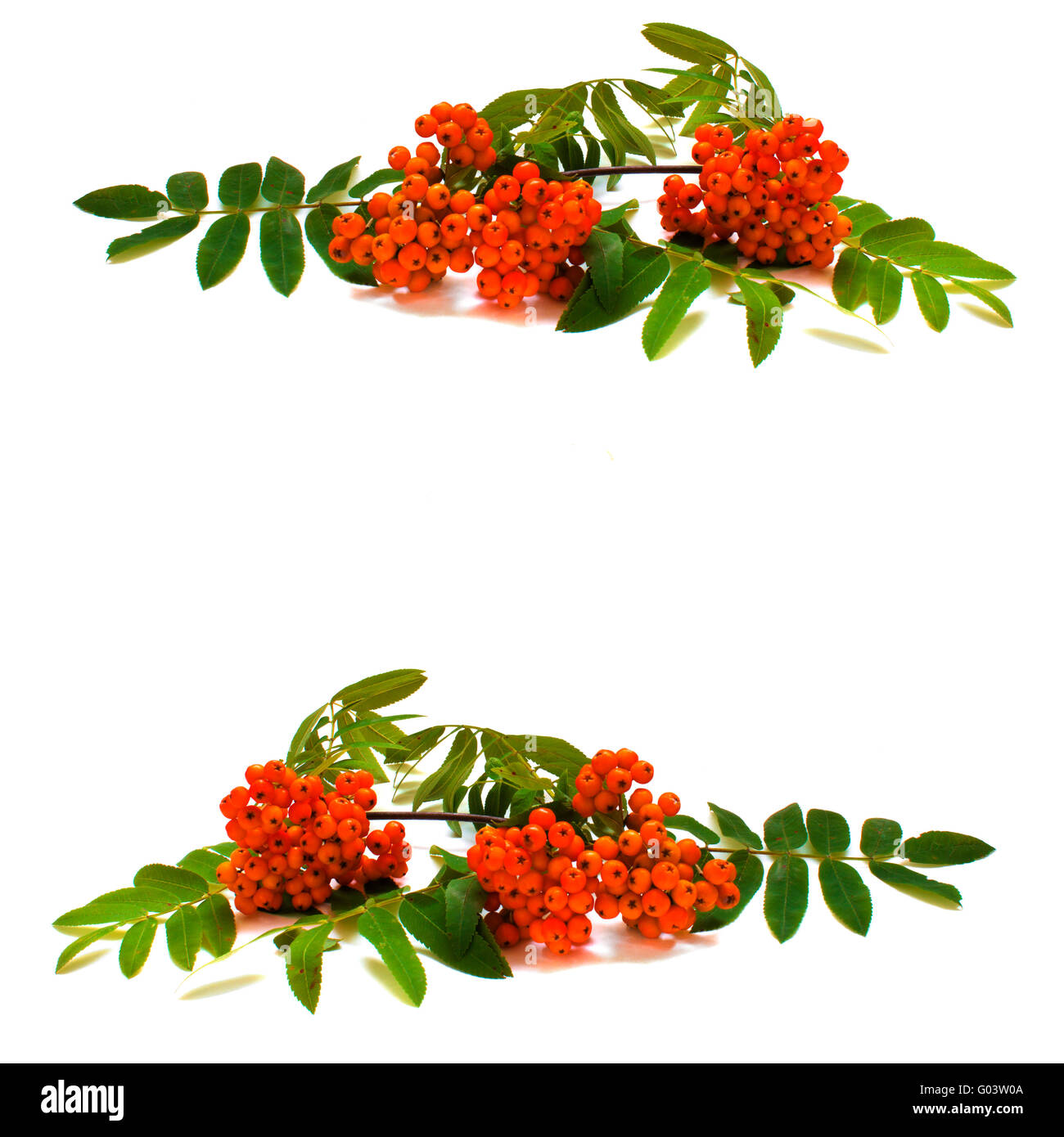frame of rowan branch Stock Photo - Alamy
