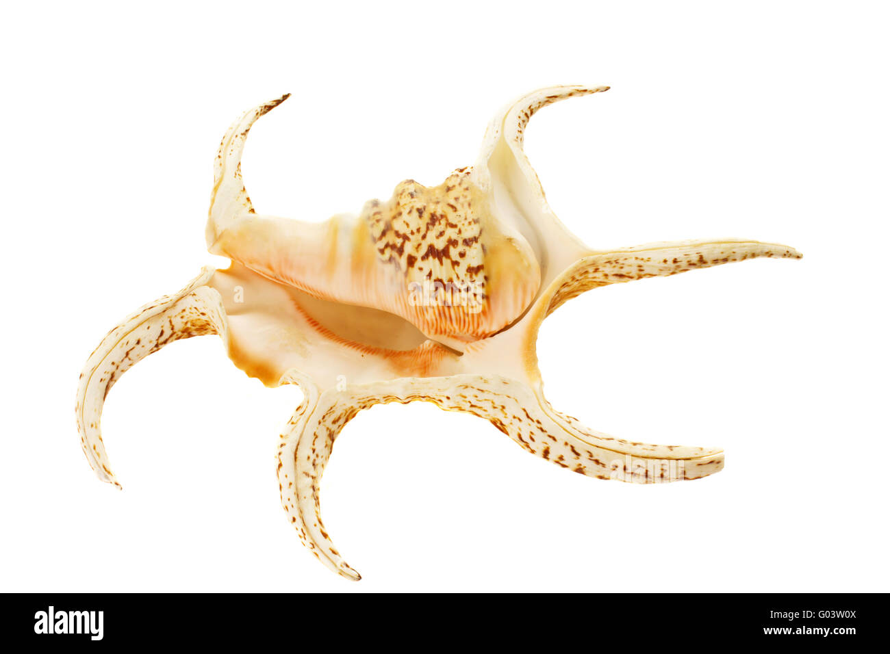 lambis lambis sea shell Stock Photo - Alamy