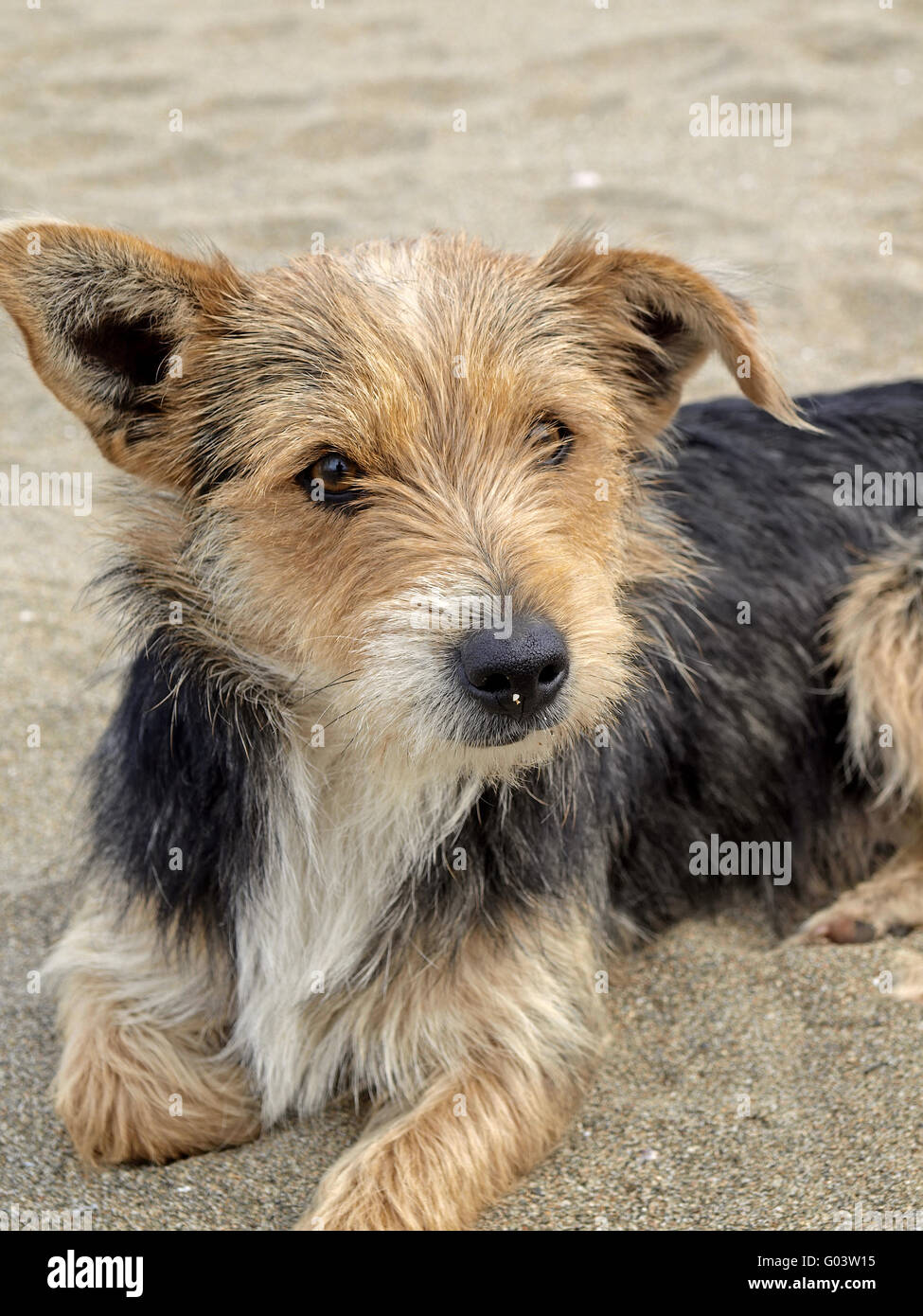 Young dog on the beach, San Priamo, Sardinia Stock Photo - Alamy