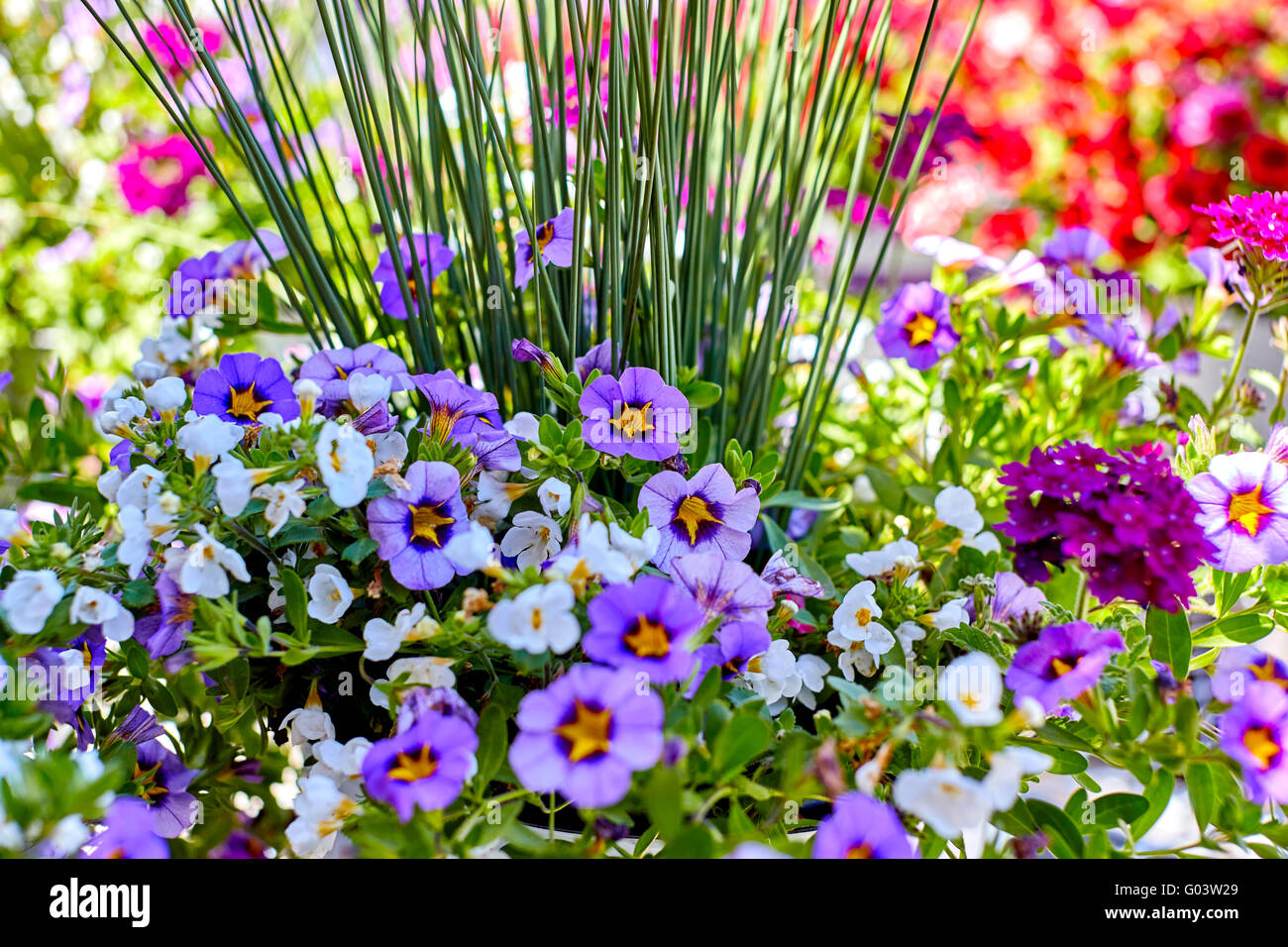 Landscaping floral arrangment using assorted flowers and ornamental ...