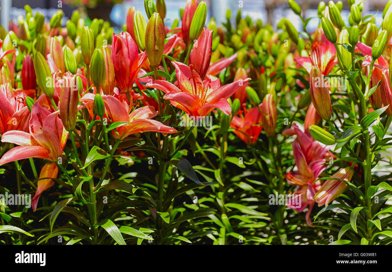 Pink Asiatic lilies in a flower garden with shallow depth of field ...