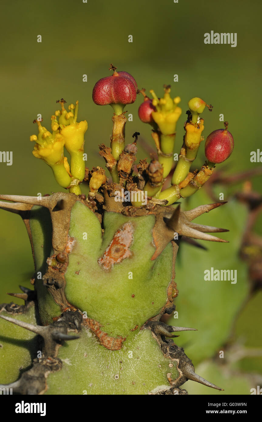 Euphorbia ledienii with red fruits, yellow cyathia Stock Photo - Alamy