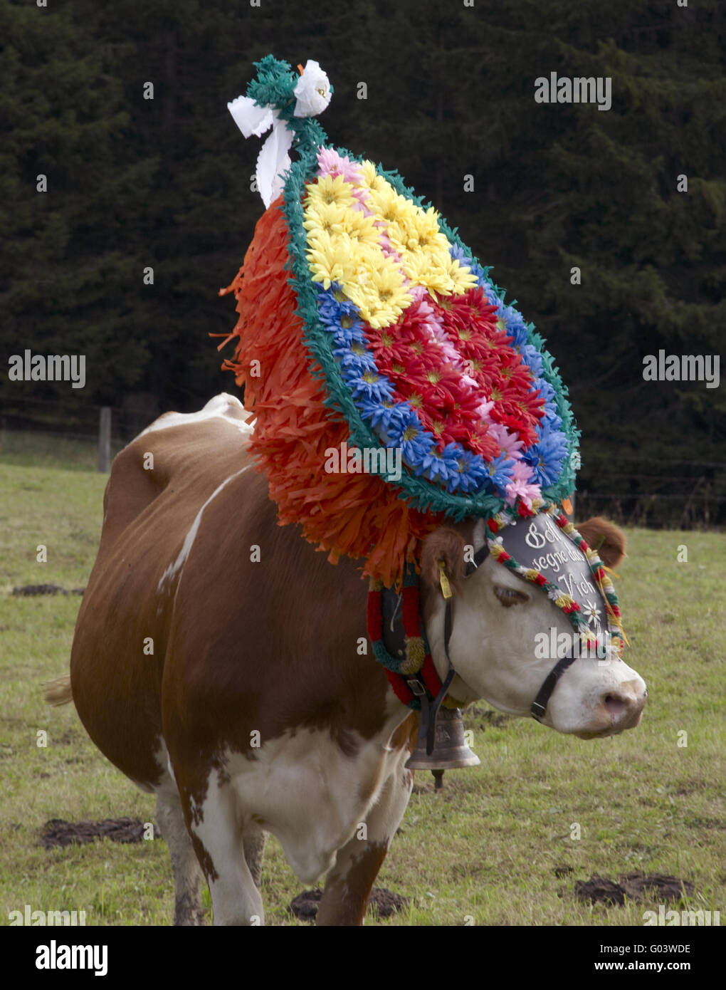 Cow coming down from the mountain pasture Stock Photo - Alamy