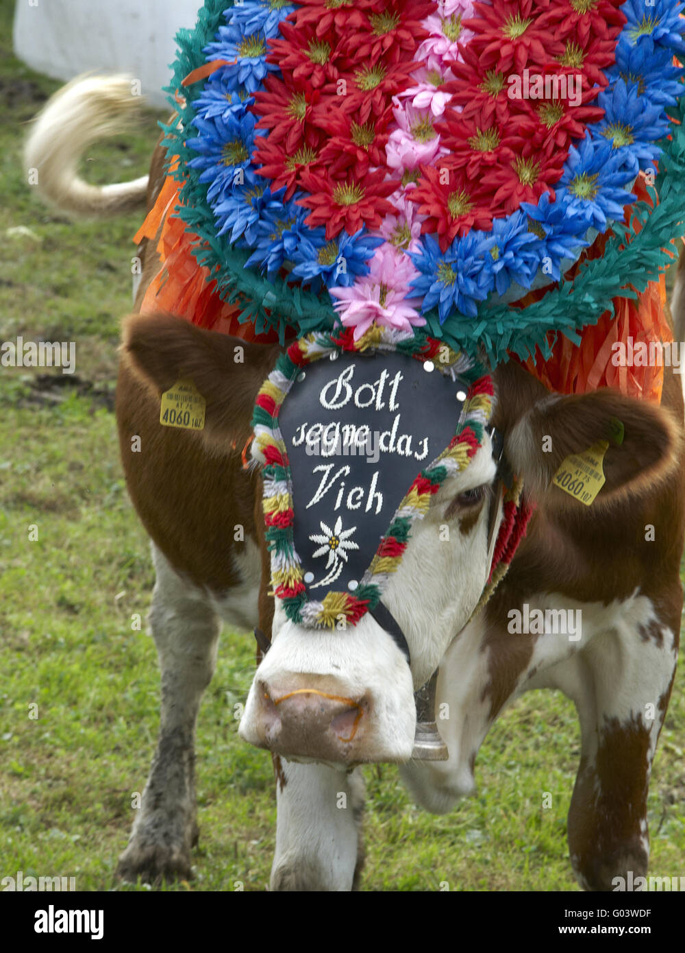 Adorned cow hi-res stock photography and images - Alamy