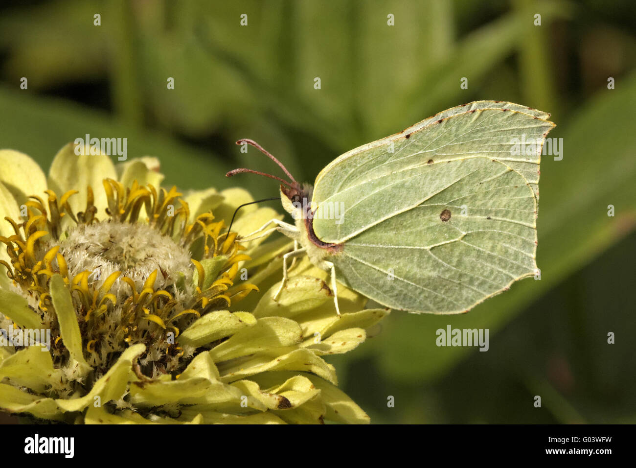 Common Brimstone, Brimstone in august, Germany Stock Photo - Alamy