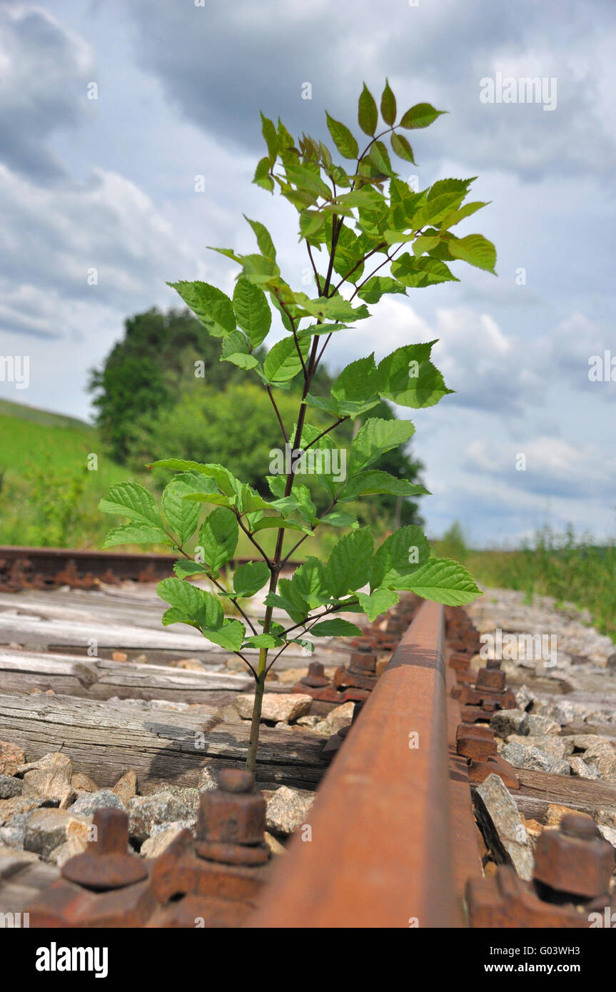 tree on a railway track Stock Photo - Alamy