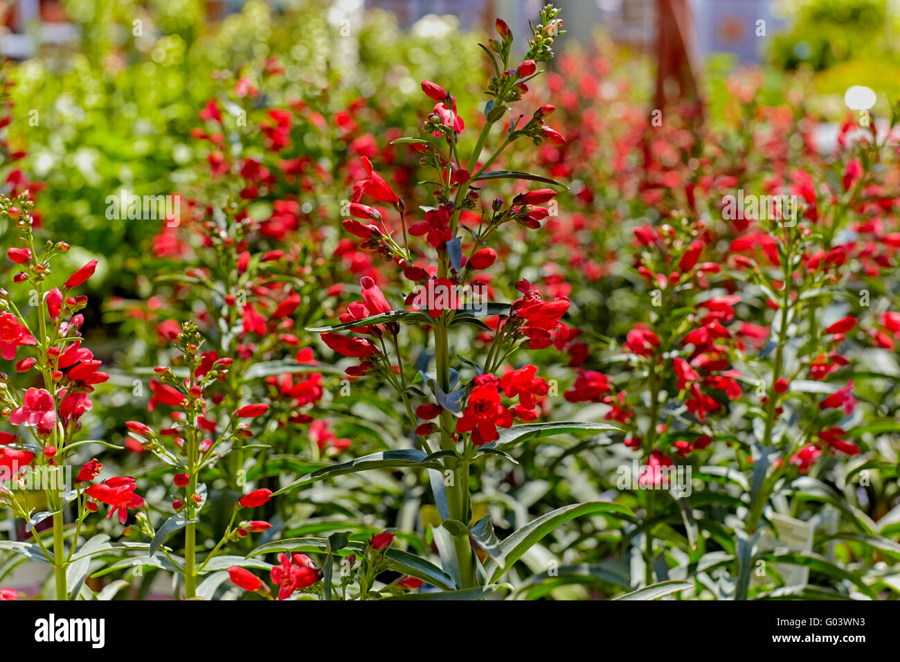 Red Beard Tongue Flowers in a garden with shallow depth of field Stock ...