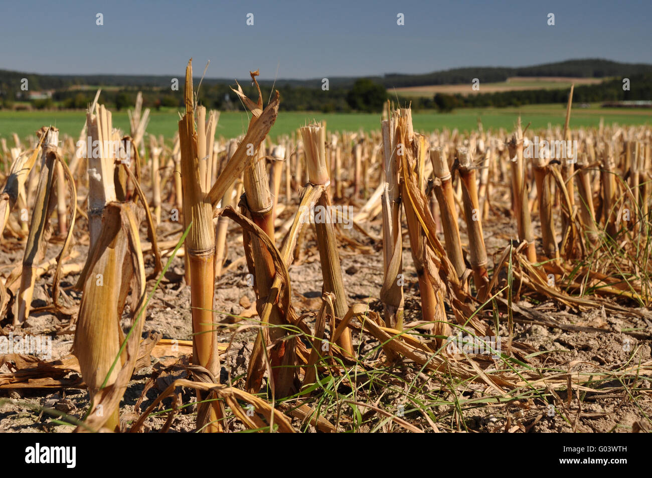 Cut corn field hi-res stock photography and images - Alamy
