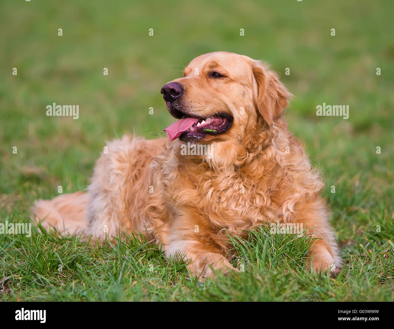 Long haired labrador hi-res stock photography and images - Alamy
