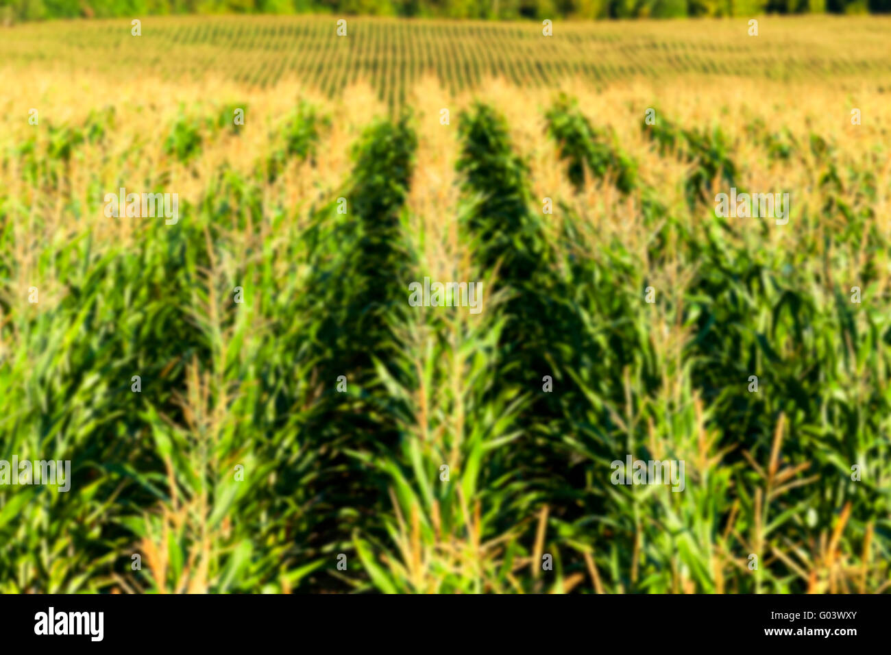 Field with corn Stock Photo - Alamy