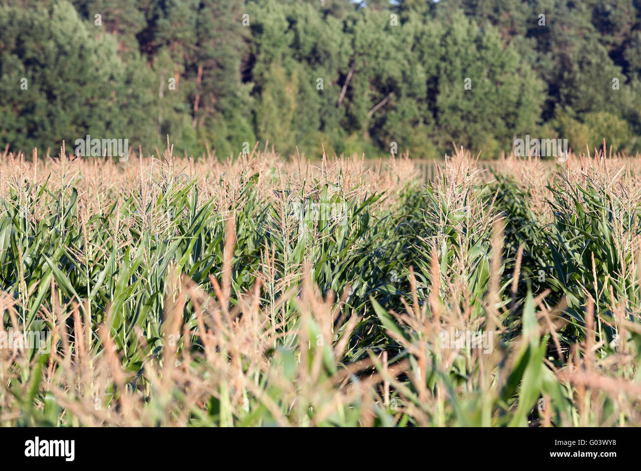 Field with corn Stock Photo - Alamy