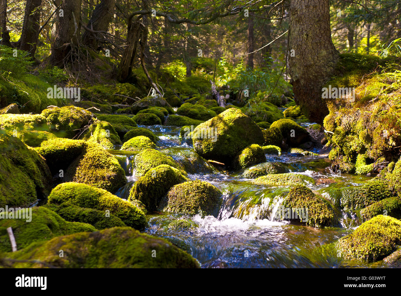 Rapid stream through the forrest Stock Photo - Alamy