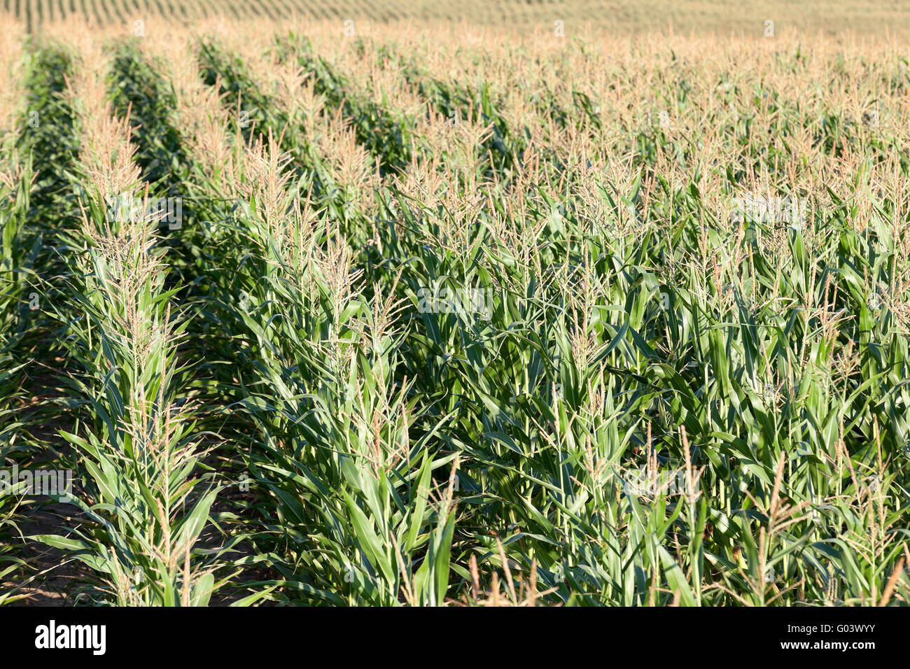 Field with corn Stock Photo - Alamy