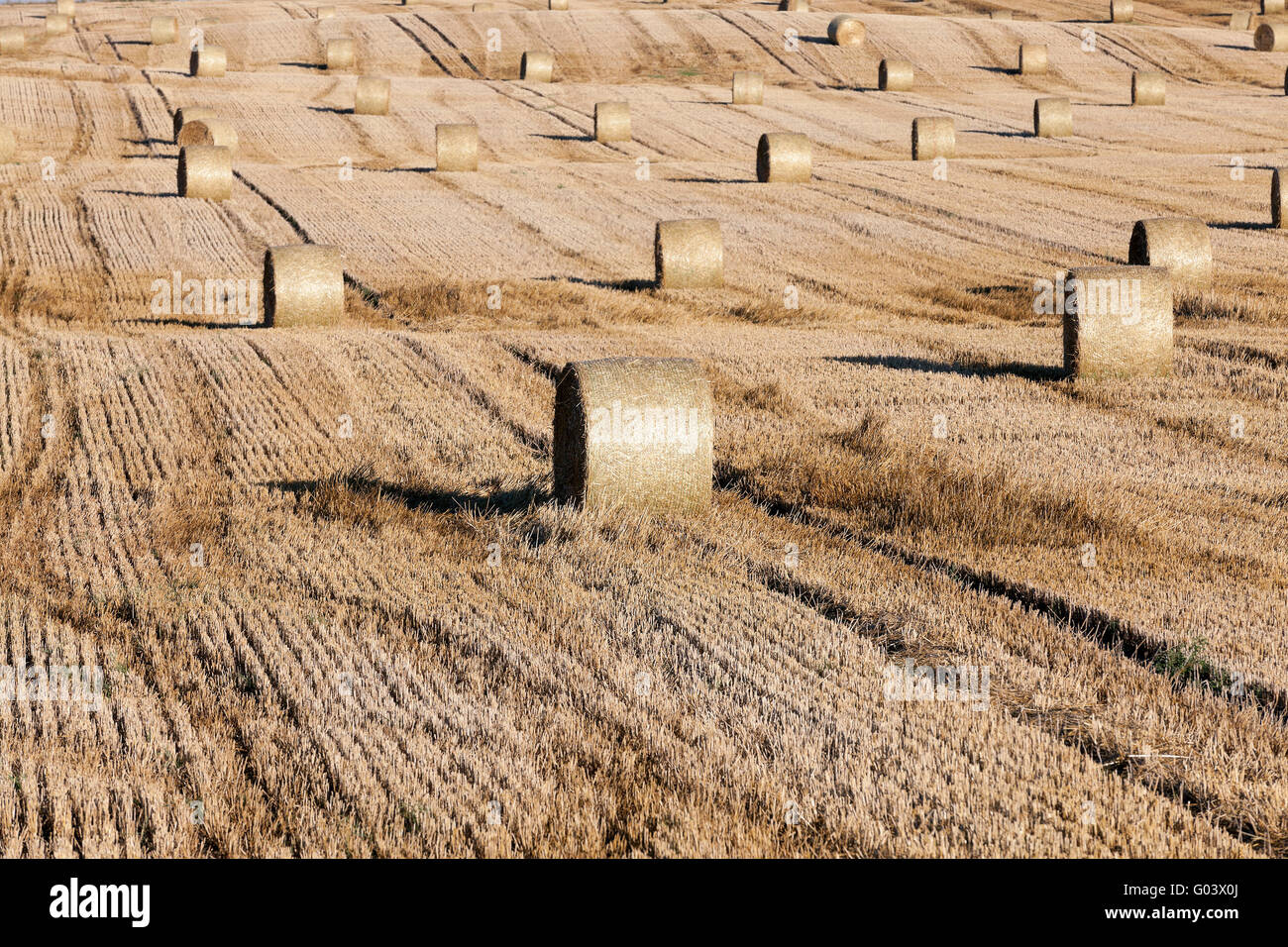 cereal farming field Stock Photo - Alamy