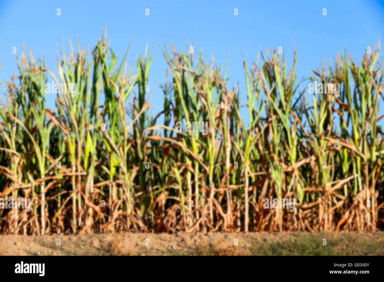 Green immature corn Stock Photo - Alamy