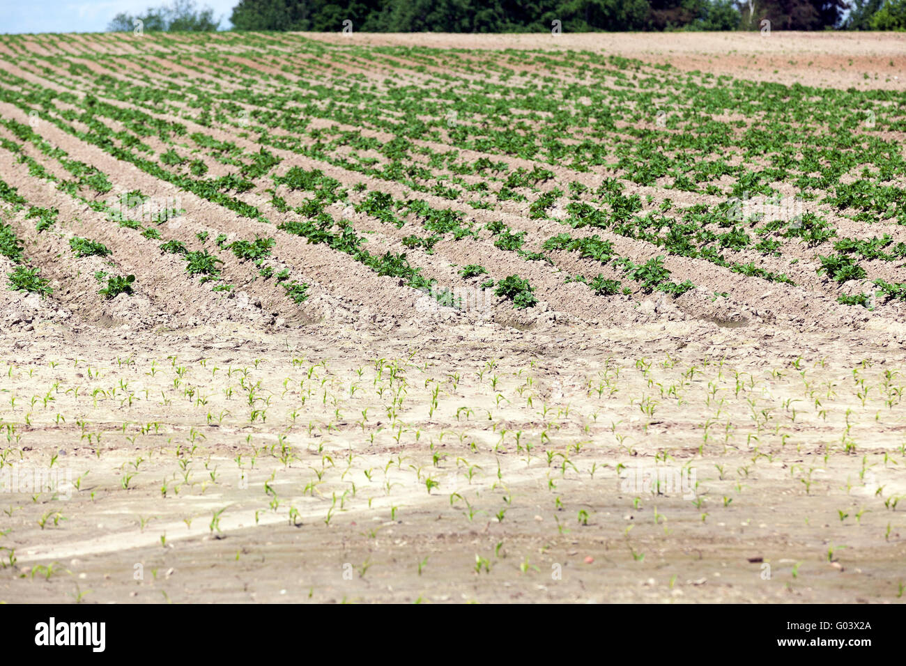 potato field, spring Stock Photo - Alamy