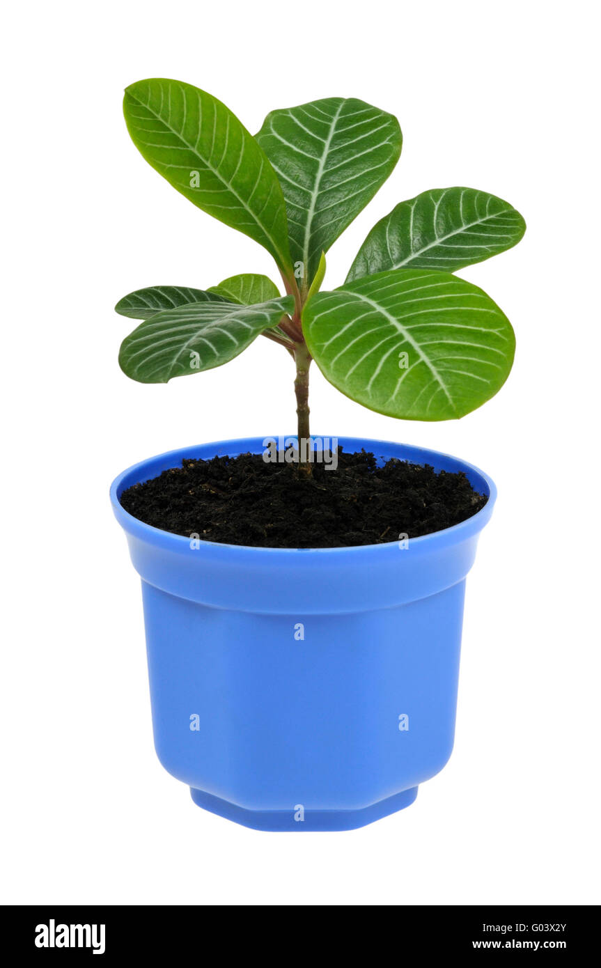 plant in blue pot isolated on white background Stock Photo - Alamy