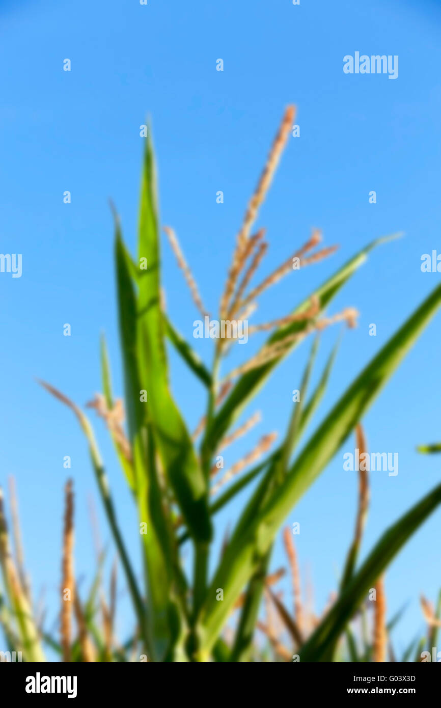 Green immature corn Stock Photo - Alamy