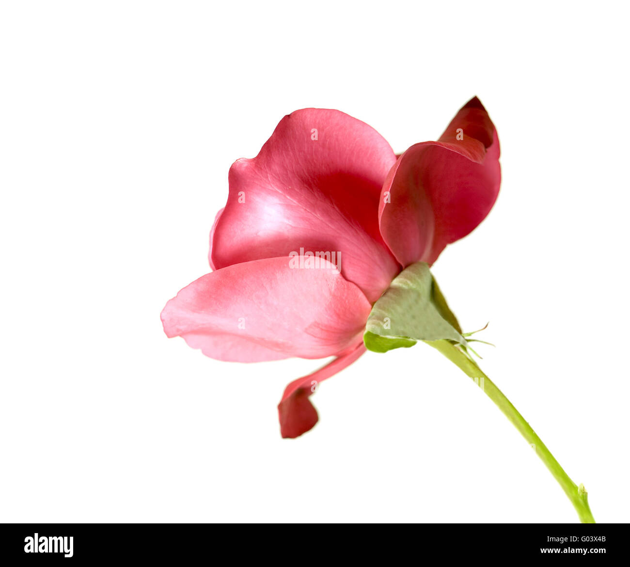 single red rose stem Stock Photo - Alamy