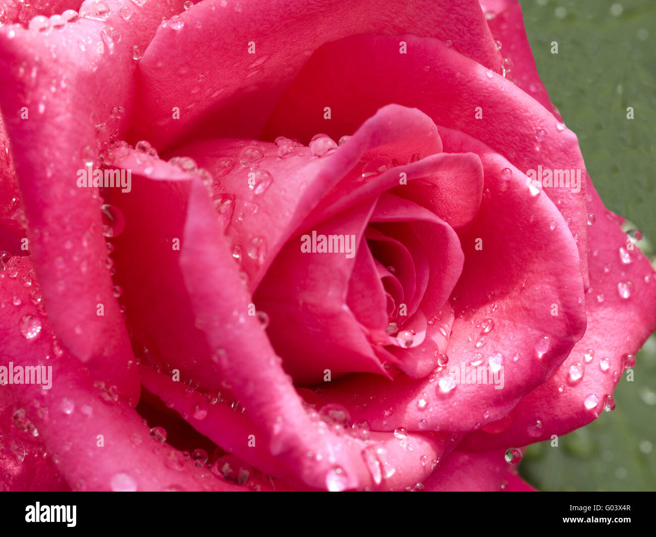 Cerise rose hi-res stock photography and images - Alamy