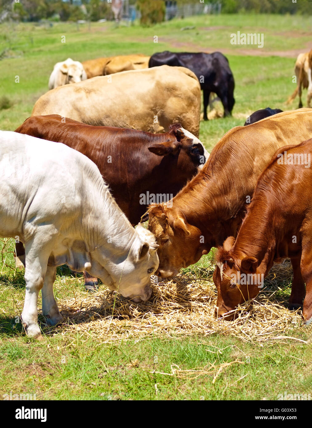 australian beef cattle brown and white calves feeding on farm Stock ...