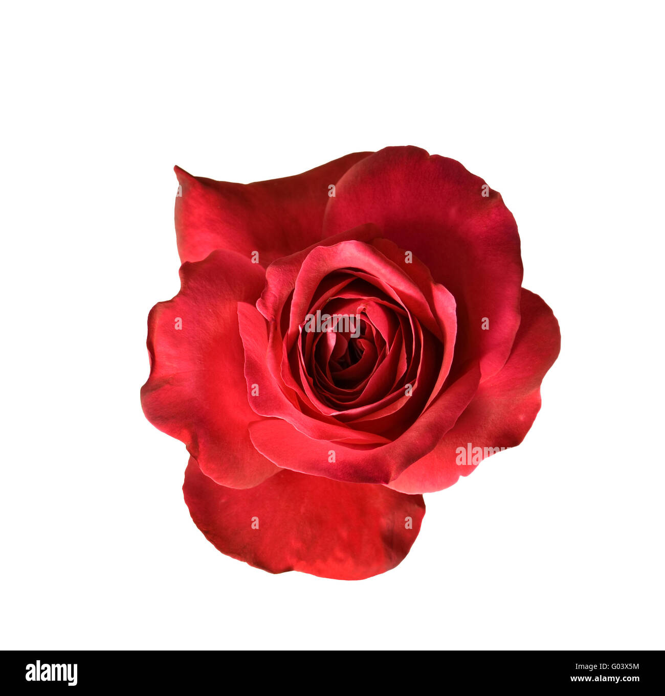 red rose flower isolated red rose flower isolated Stock Photo - Alamy