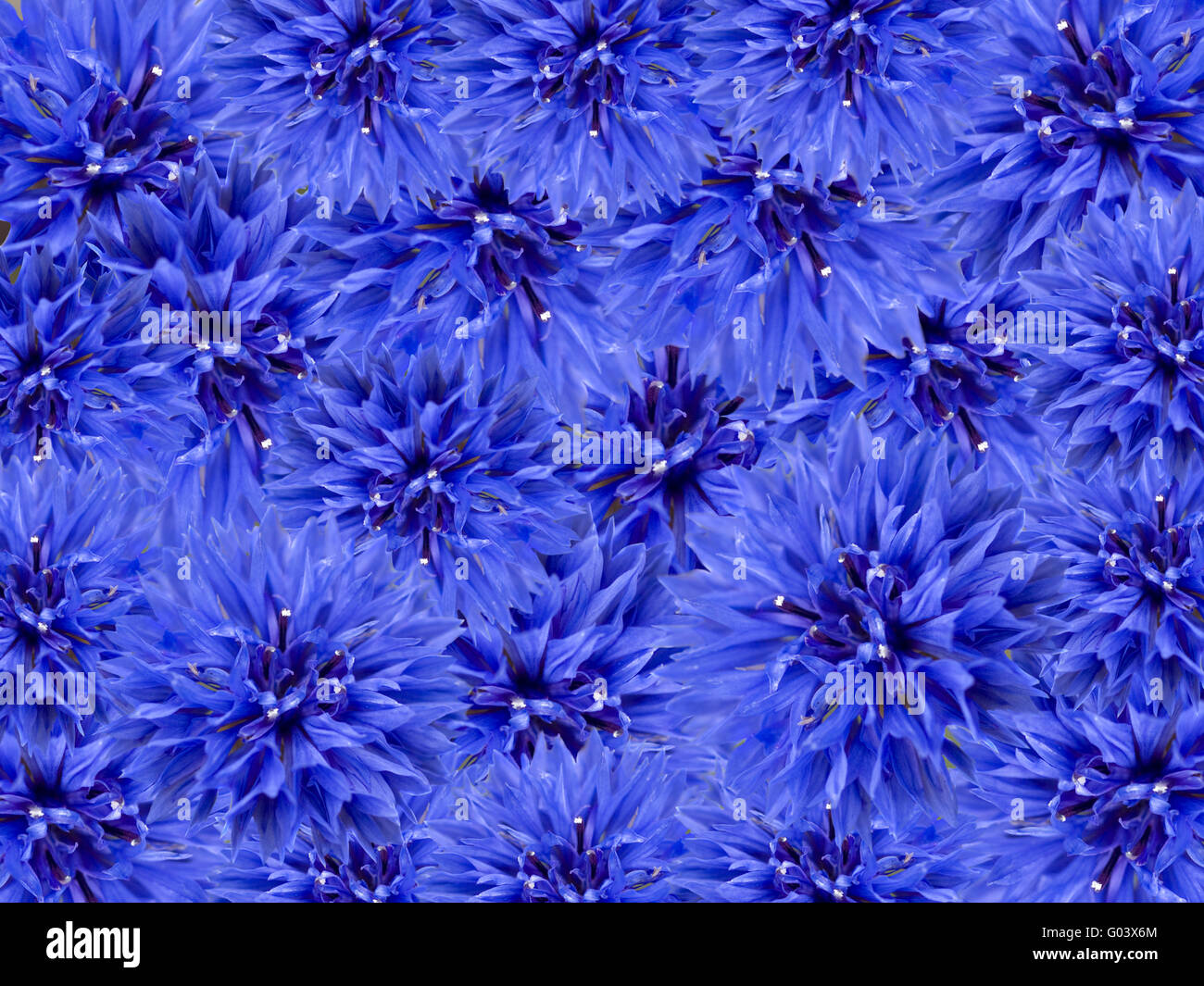 blue spring flowers floral background Stock Photo - Alamy