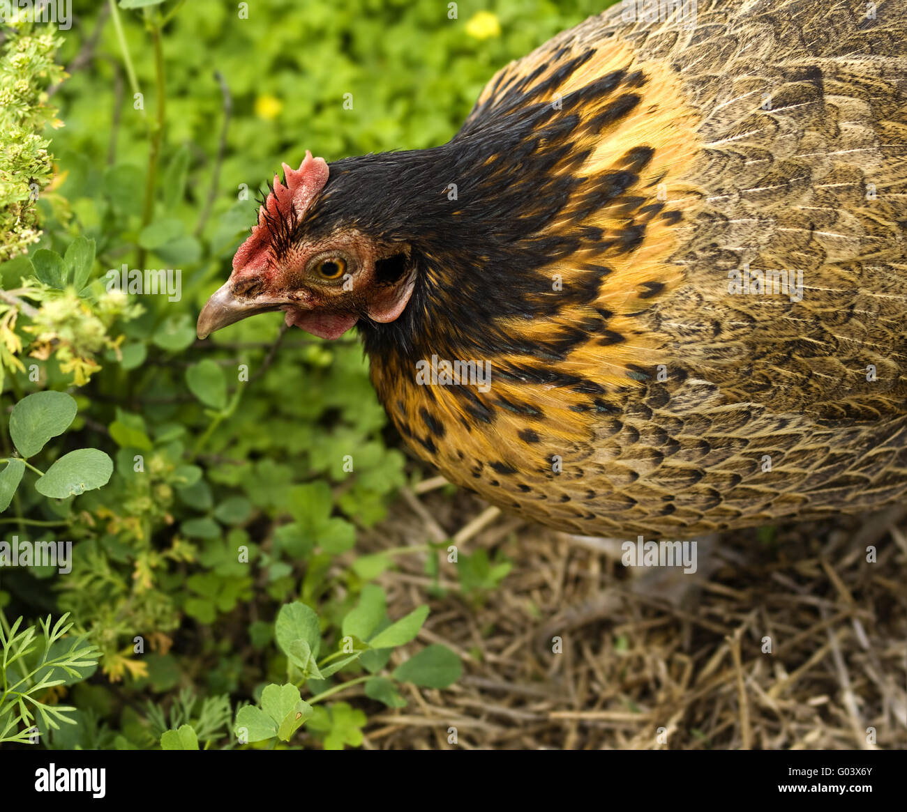 Spring chicken Bantam Hen Spring chicken Bantam Hen Stock Photo - Alamy