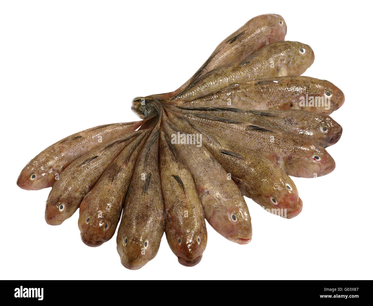 Fresh fish row Stock Photo - Alamy