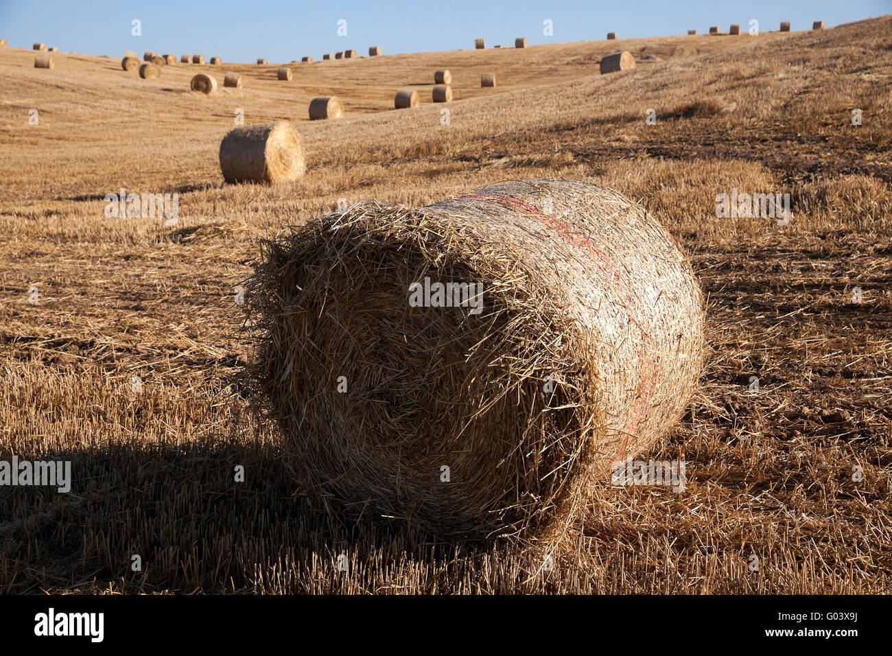 stack of straw in the field Stock Photo - Alamy