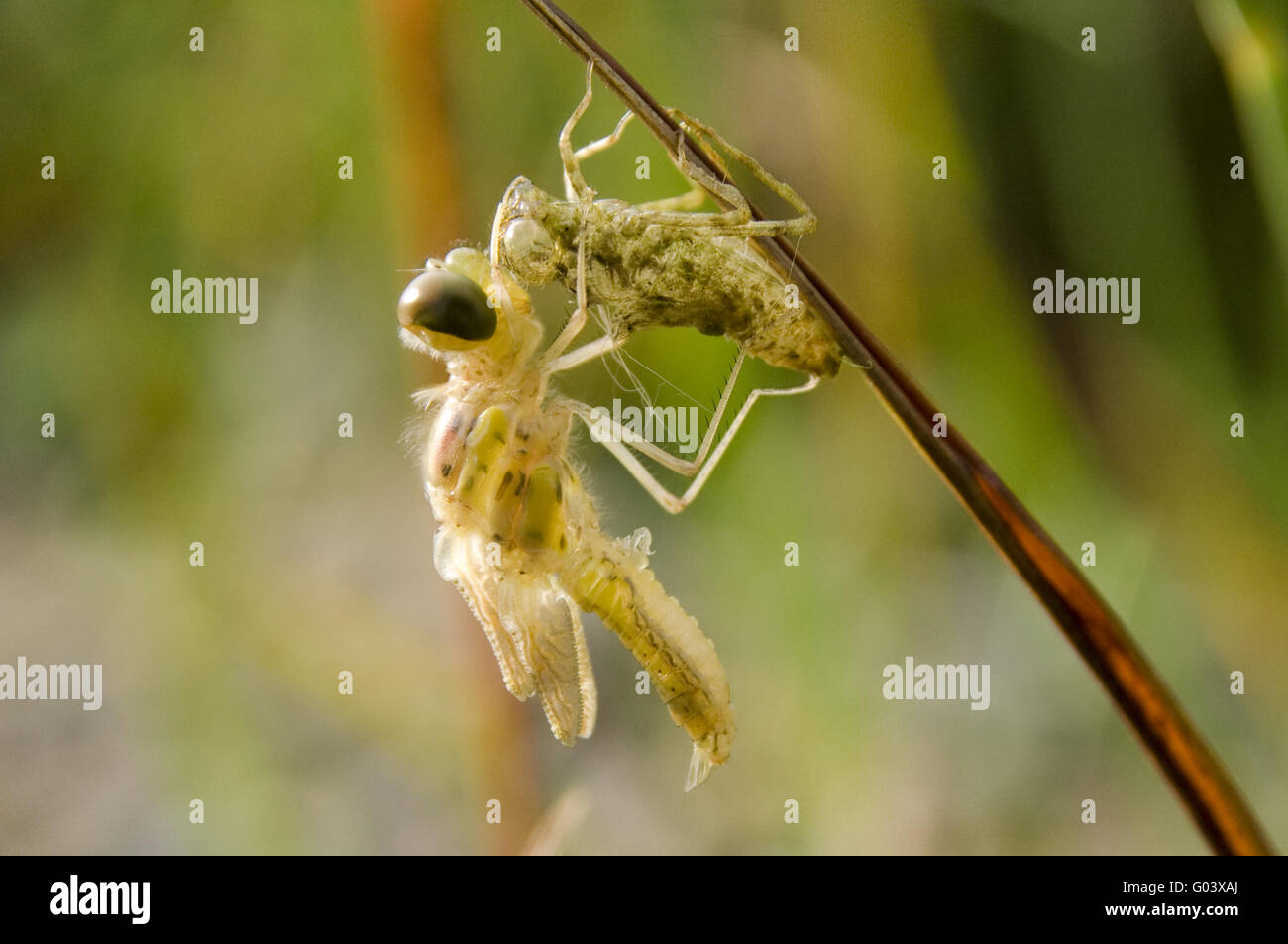 Birth of dragon fly hi-res stock photography and images - Alamy