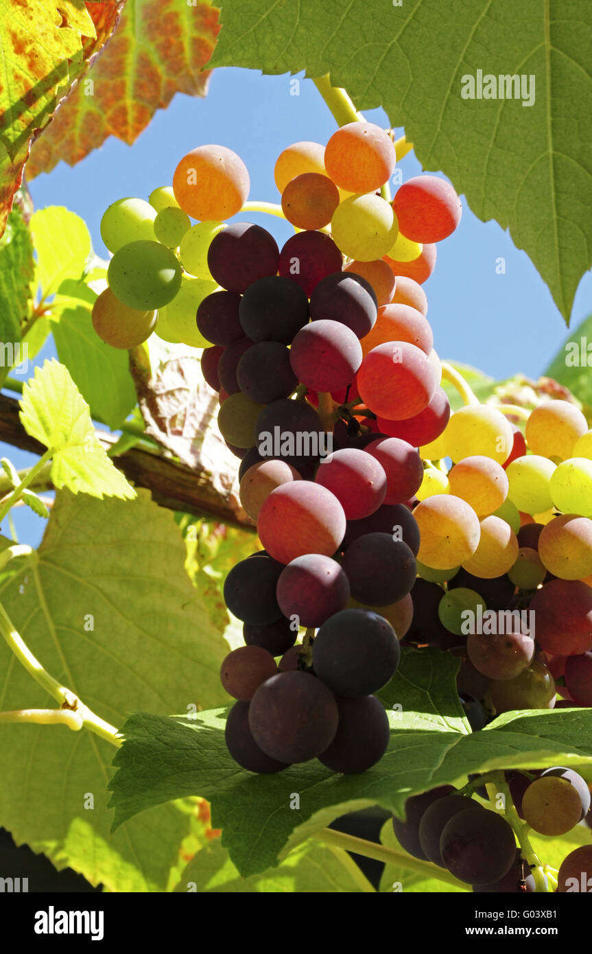 Grapes in the Sunlight Stock Photo - Alamy