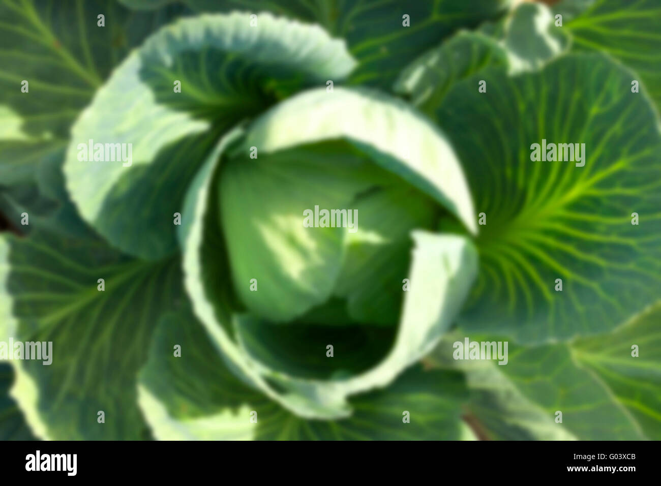 green cabbage field Stock Photo - Alamy