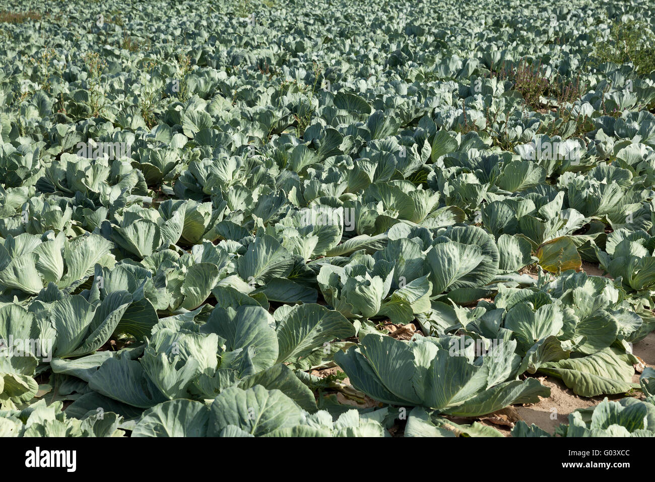 Field with cabbage, summer Stock Photo - Alamy
