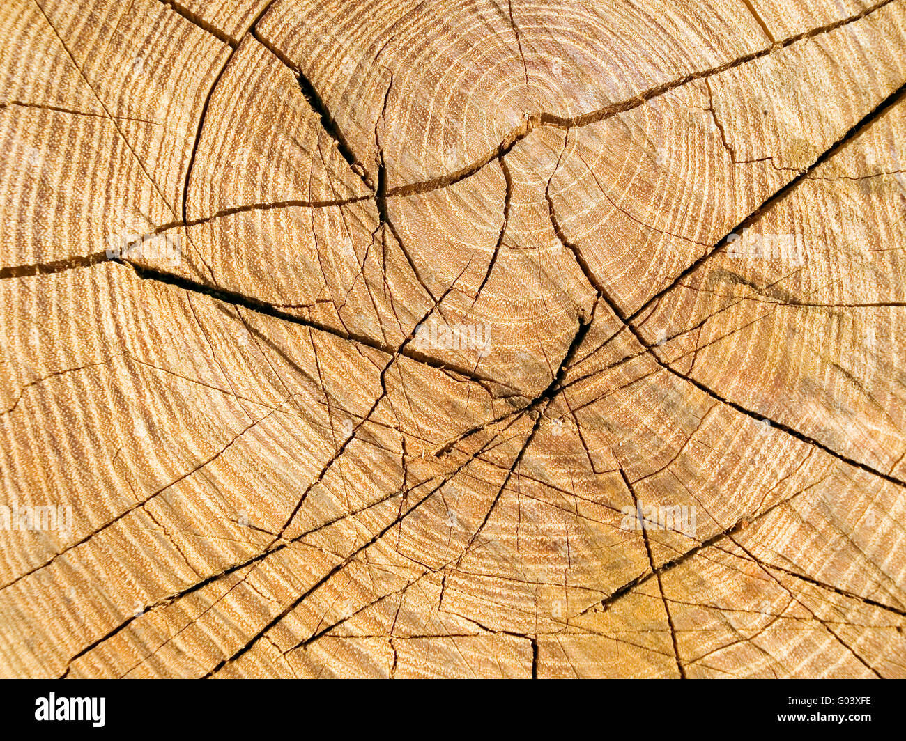 Natural texture cut end log hi-res stock photography and images - Alamy