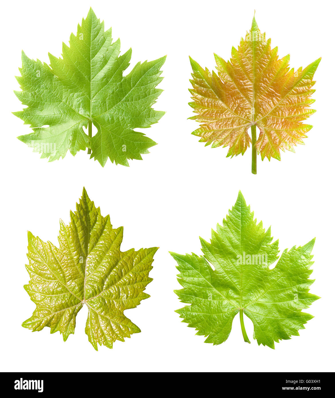 Vine set hi-res stock photography and images - Alamy