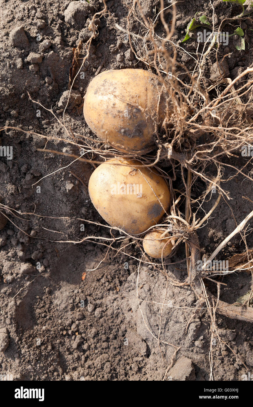 Potatoes on the ground Stock Photo - Alamy