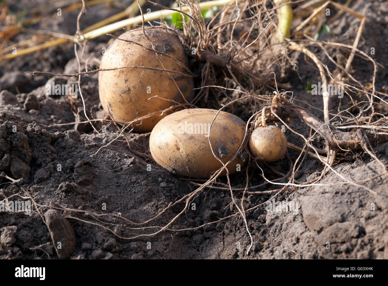 Potatoes on the ground Stock Photo - Alamy