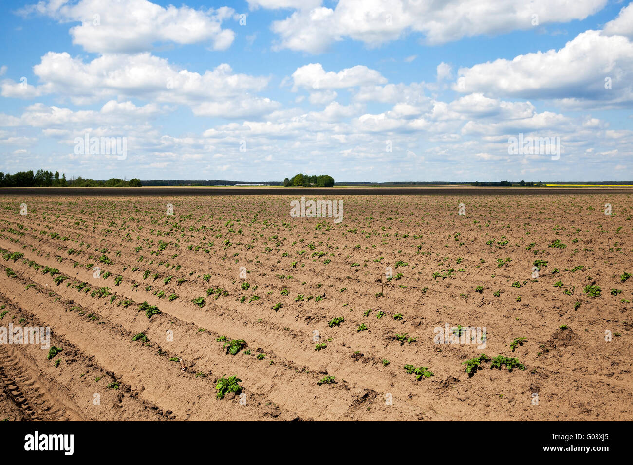 potato field, spring Stock Photo - Alamy